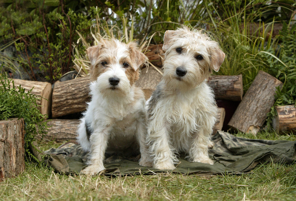FREE Puppy Packs from Masters Dog Foods